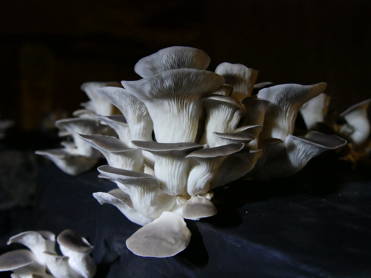 Achat vente pleurote bio | A la Carrière du Bienheureux